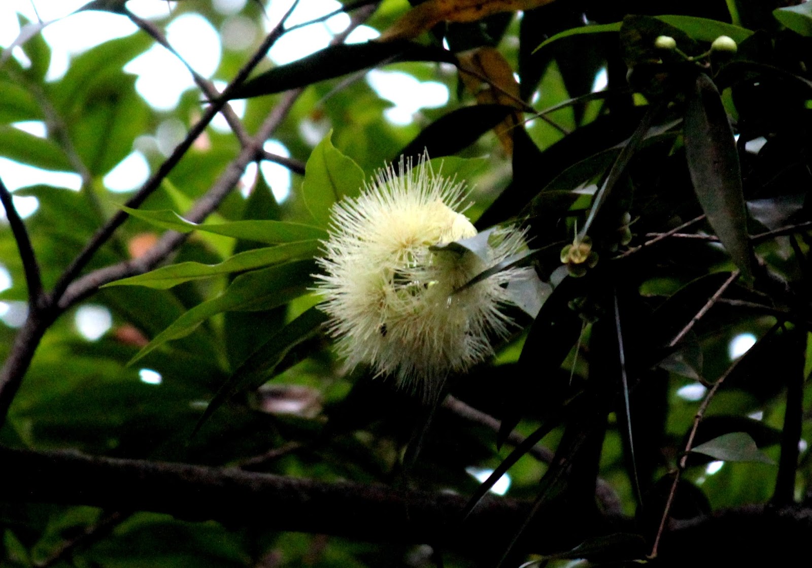 Uma flor por dia: Jambo