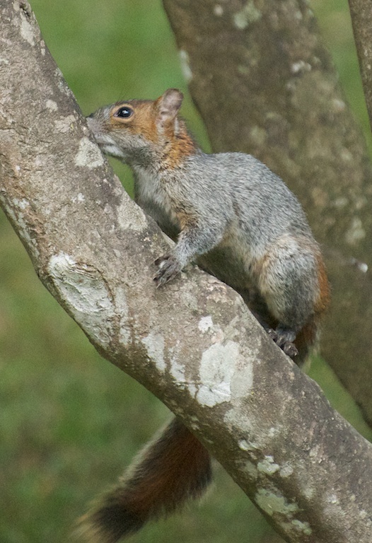A Wandering Naturalist: Mexico: Olmec Country