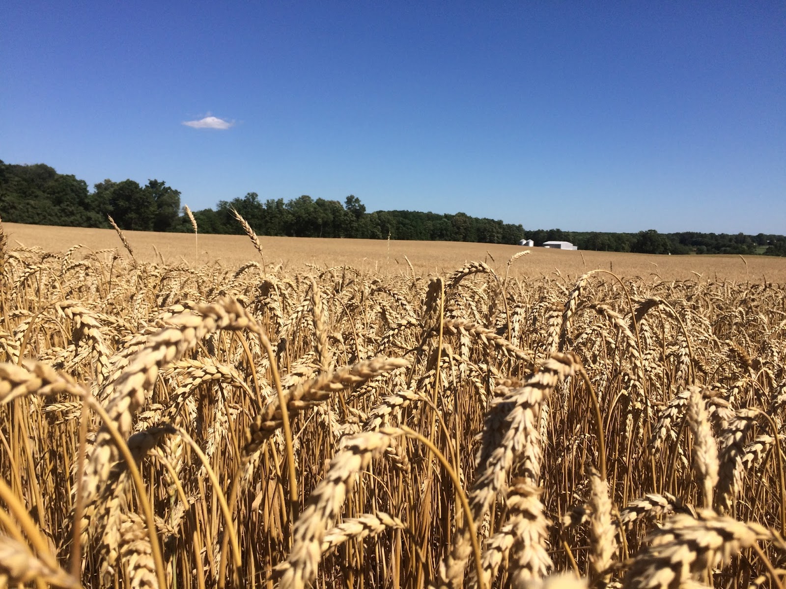 Jepson Family Farm: Amber Waves of Grain: An American Harvest.