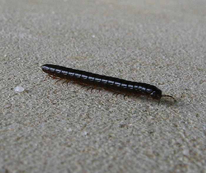 Esperance Fauna: Millipedes - Order Polydesmida