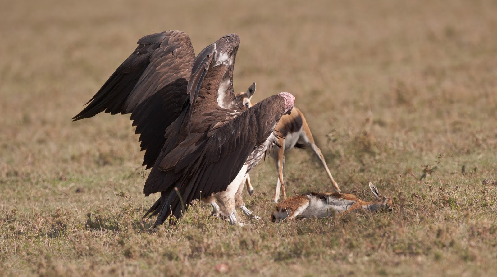 K J E L L WAS HERE: Gribbene går inn for landing - sterk historie fra ...