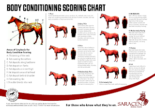 Scott Spaulding DVM, Badger Veterinary Hospital