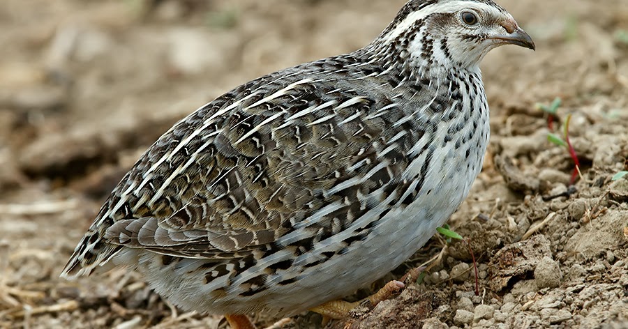ASILVESTRAO: CODORNIZ Y SU TRÁGICO DESTINO
