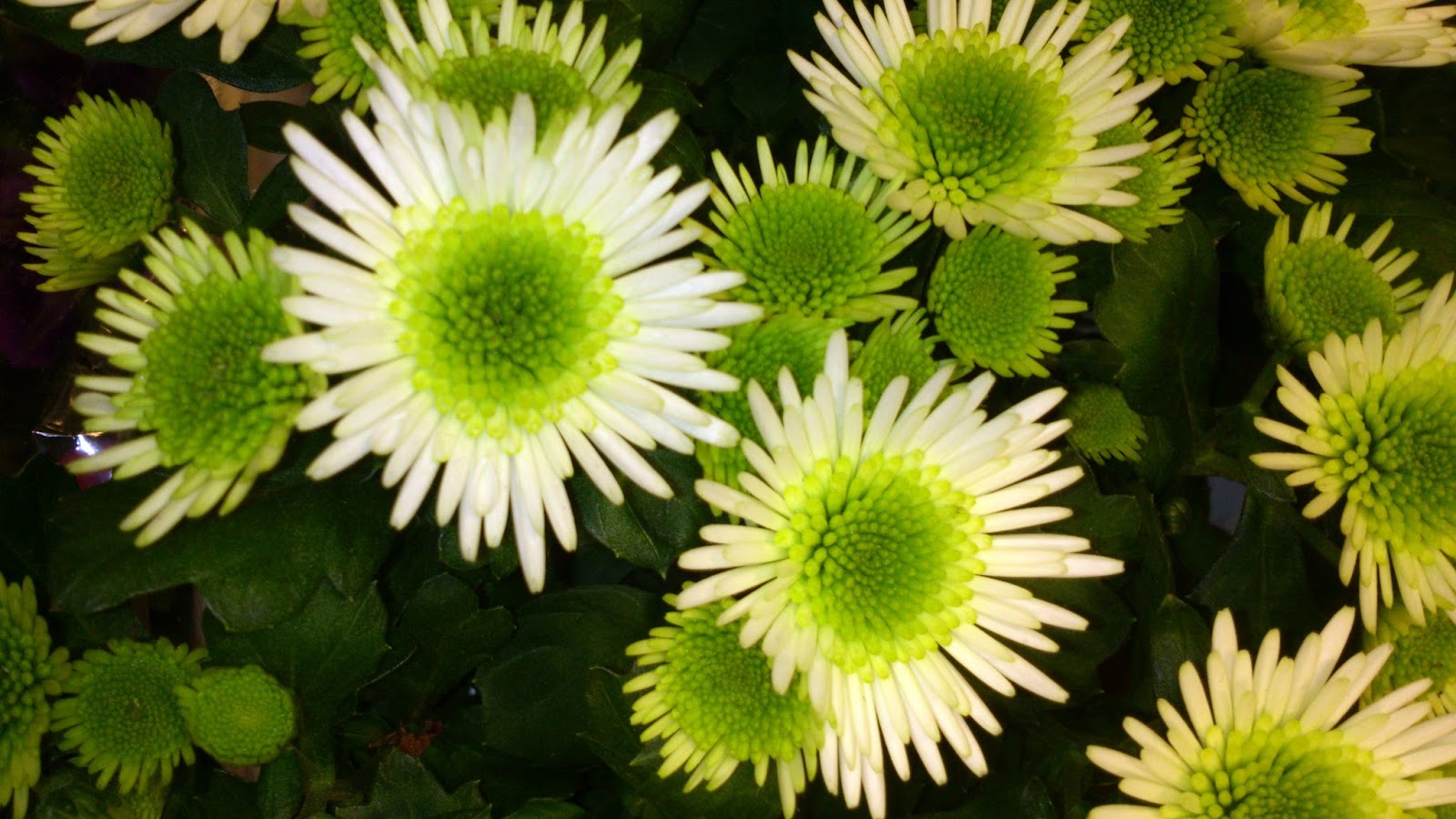 Vademecum Interesting Plants: Dendranthema - Chryzantema - Chrysanthemum