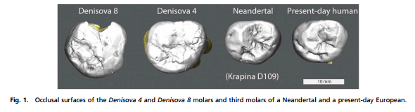 Denisovans. More information on their genetics | Patagonian monsters