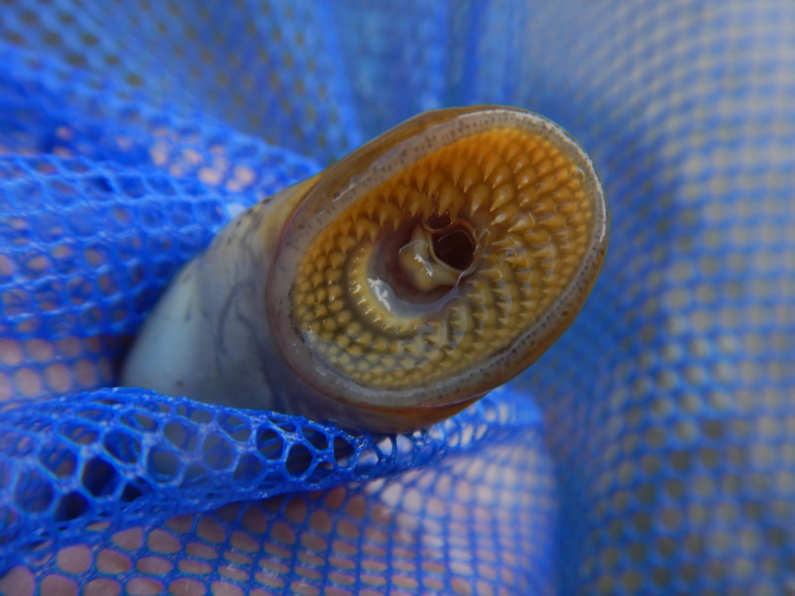 Virginia Tech Ichthyology Class : Learning Lessons About Lampreys, by ...