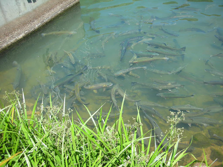 Native Arizonan: Tom's Thumb Trail and the Lookout on the McDowell ...