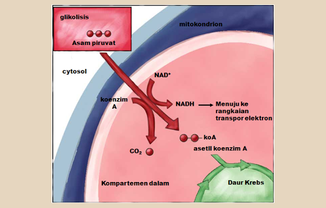 Siklus Krebs : Pengertian, Fungsi, Proses, Hasil - Asep Respati