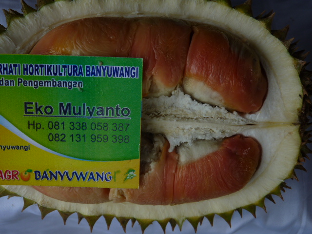 Durian Merah Banyuwangi Red Durio from Banyuwangi: Durian Merah ...