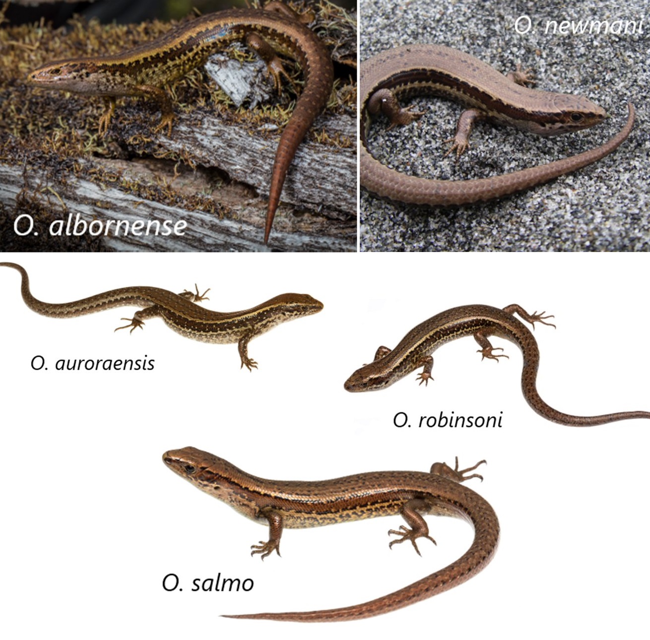 Species New to Science: [Herpetology • 2019] Lost and Found: Taxonomic ...