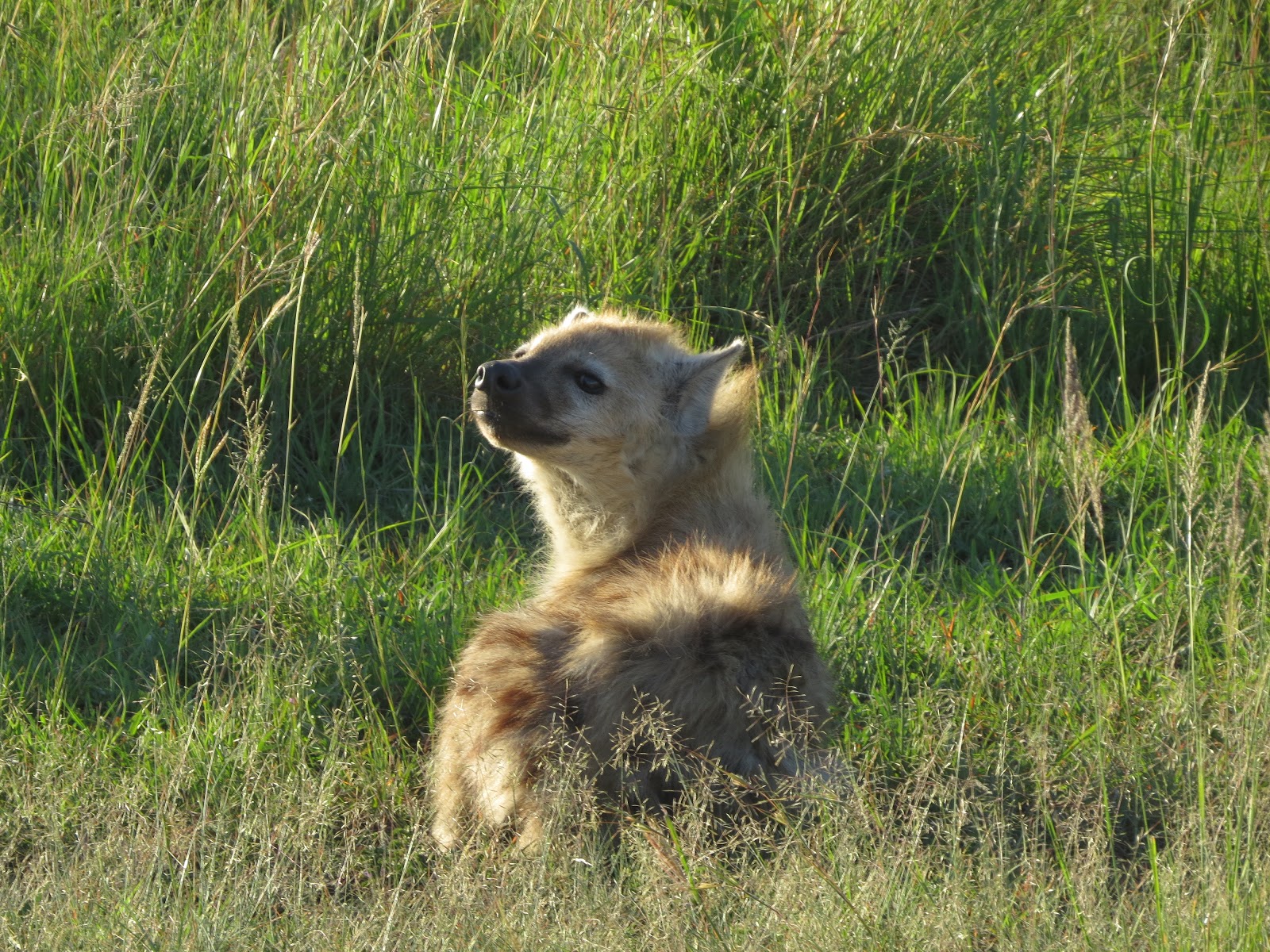Safari Part V: Happy Hyena ~ Our Mission in Kenya