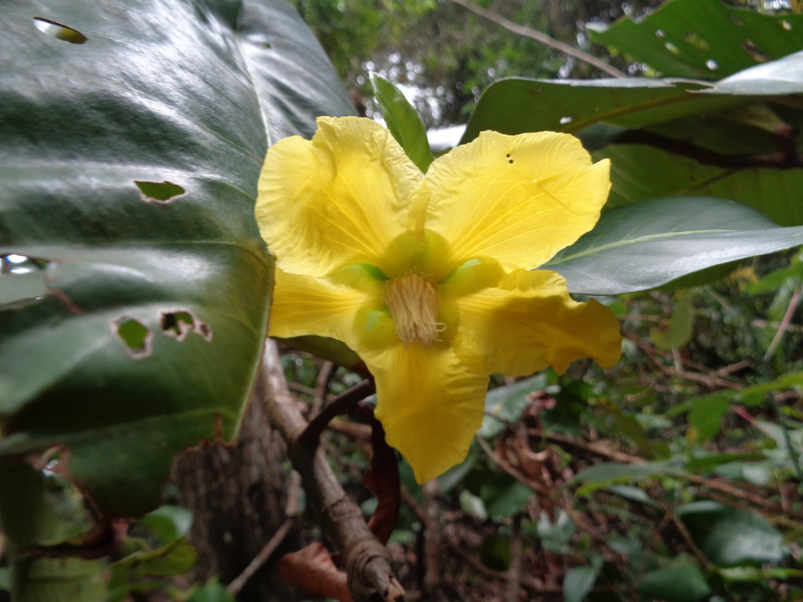 Keanekaragaman Hayati (pengalaman bersama Conservationist) bagian 1