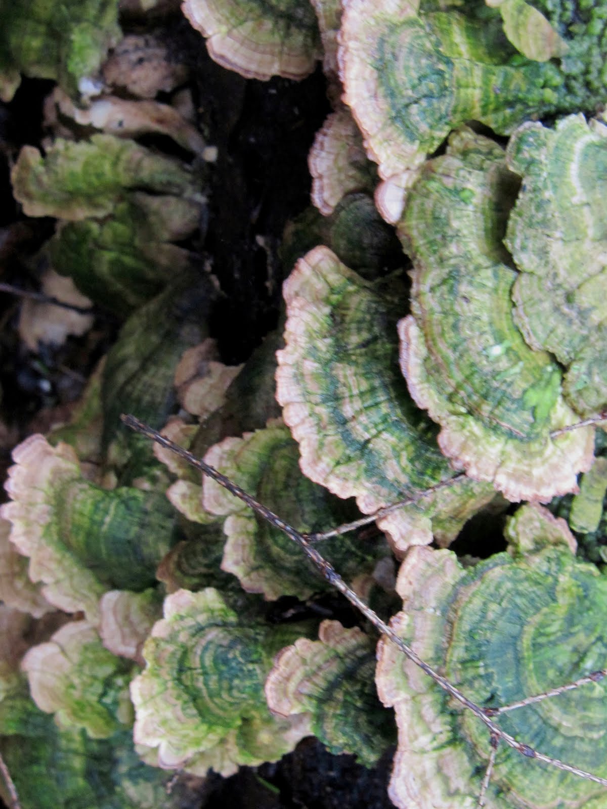 RavenWood Forest: Late April Mist