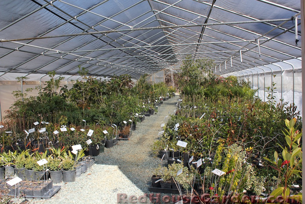 Red House Garden: On Visiting Camellia Forest Nursery