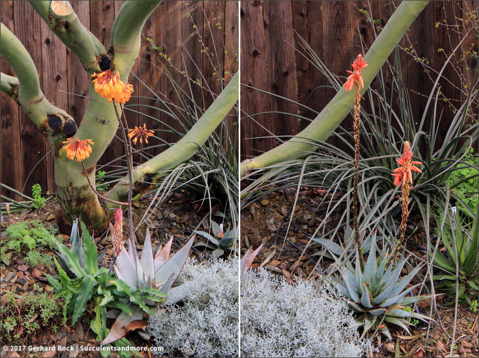 Aloes in the front yard finally blooming (Feb. 2017)