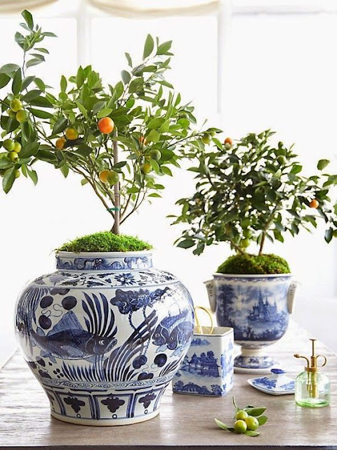 Eye For Design: The Old World Charm Of Potted Citrus Trees......Indoors ...