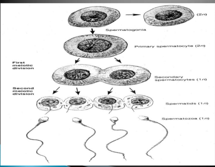 What is Gametogenesis? Gametogenisis in human, animal,plant and ...