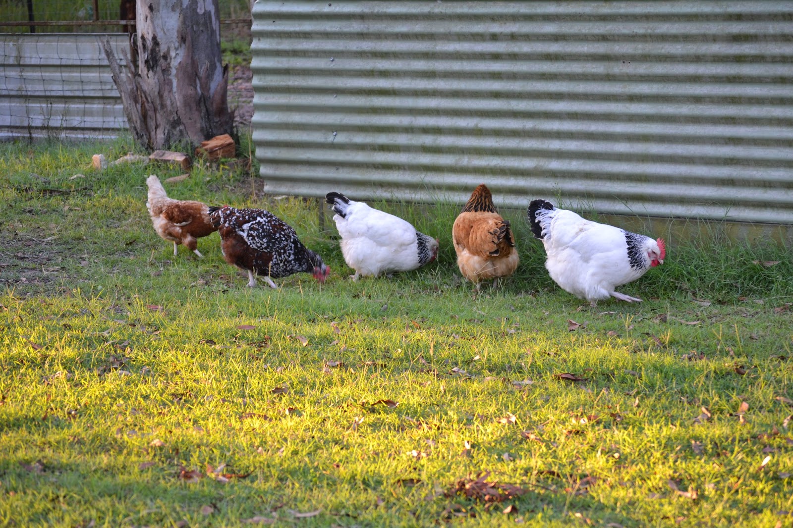 Highland Hen: My Girls 5 fat Hens