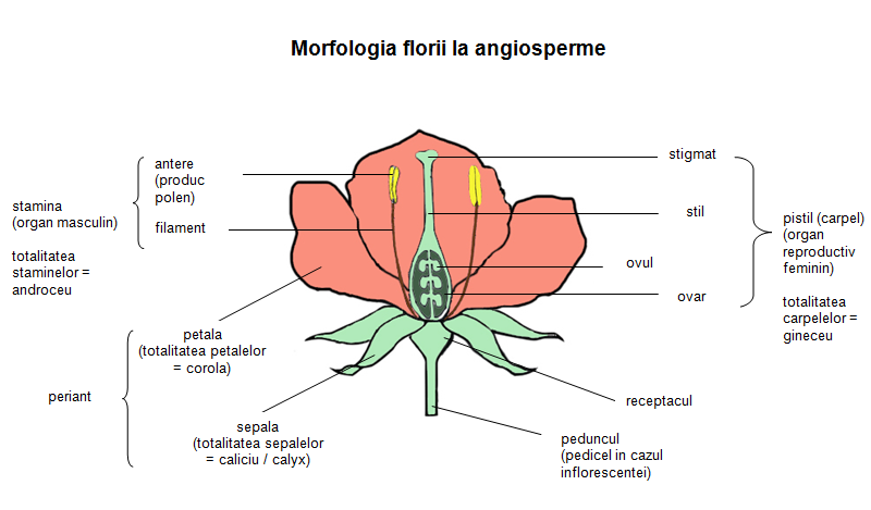 GENERAȚIA VIITORULUI : Structura unei flori