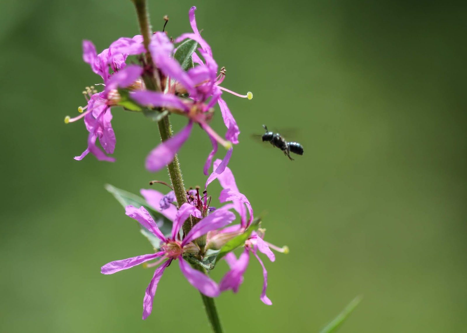 Red House Garden: Biological Control of Purple Loosestrife
