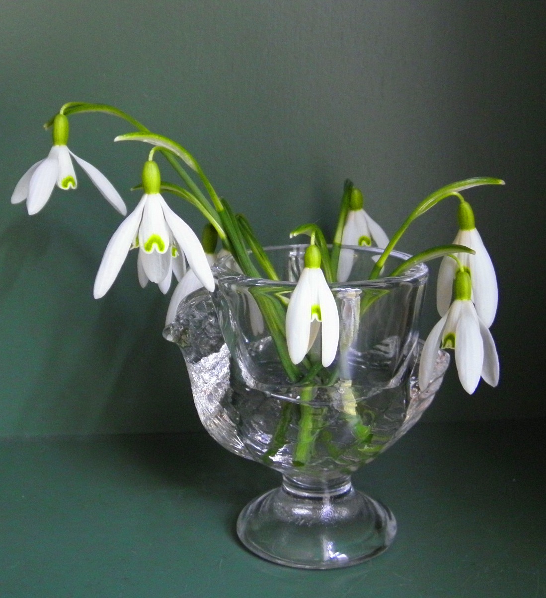 Beautiful Snowdrops