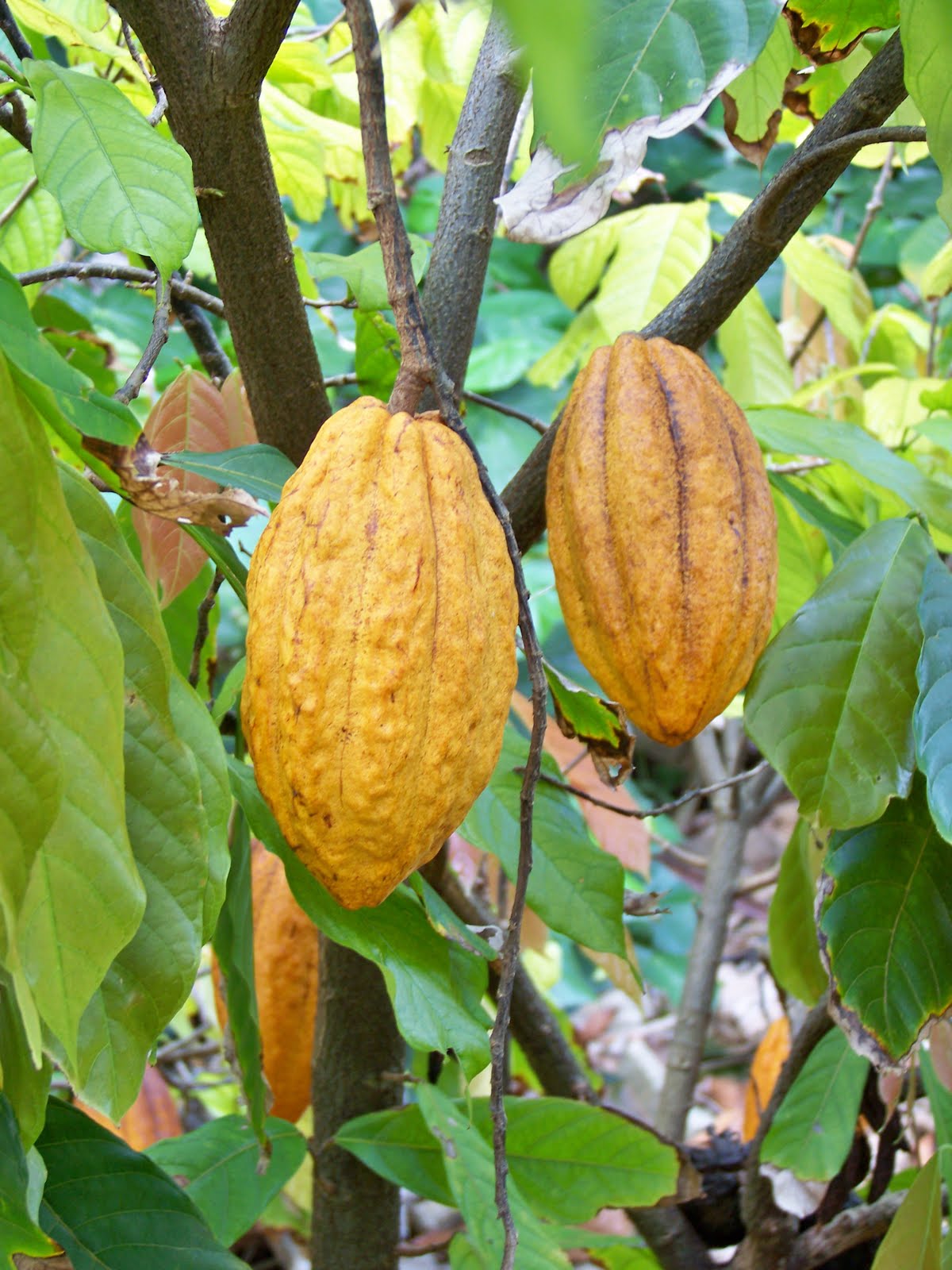 The Paranormal Corner: Theobroma cacao - Cocoa - The Food of the Gods