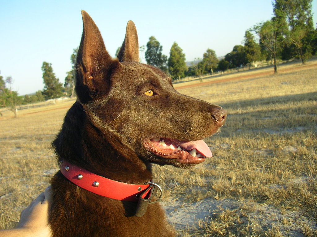 razas de perros: 2-KELPIE AUSTRALIANO