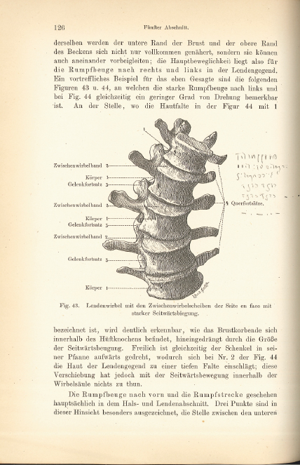 Research of Artistic Anatomy: Update: Kollmann, Julius Konstantin Ernst ...