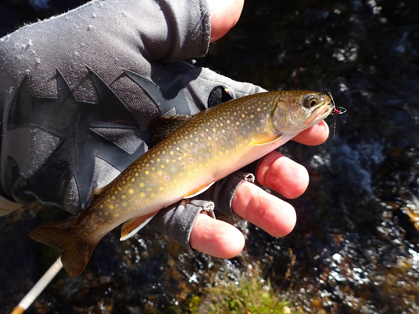 Teton Tenkara: The Lure of Cold Clear Water