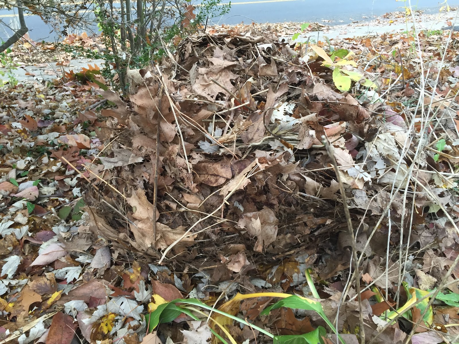 Princeton Nature Notes: The Not So Scary Leaf Pile