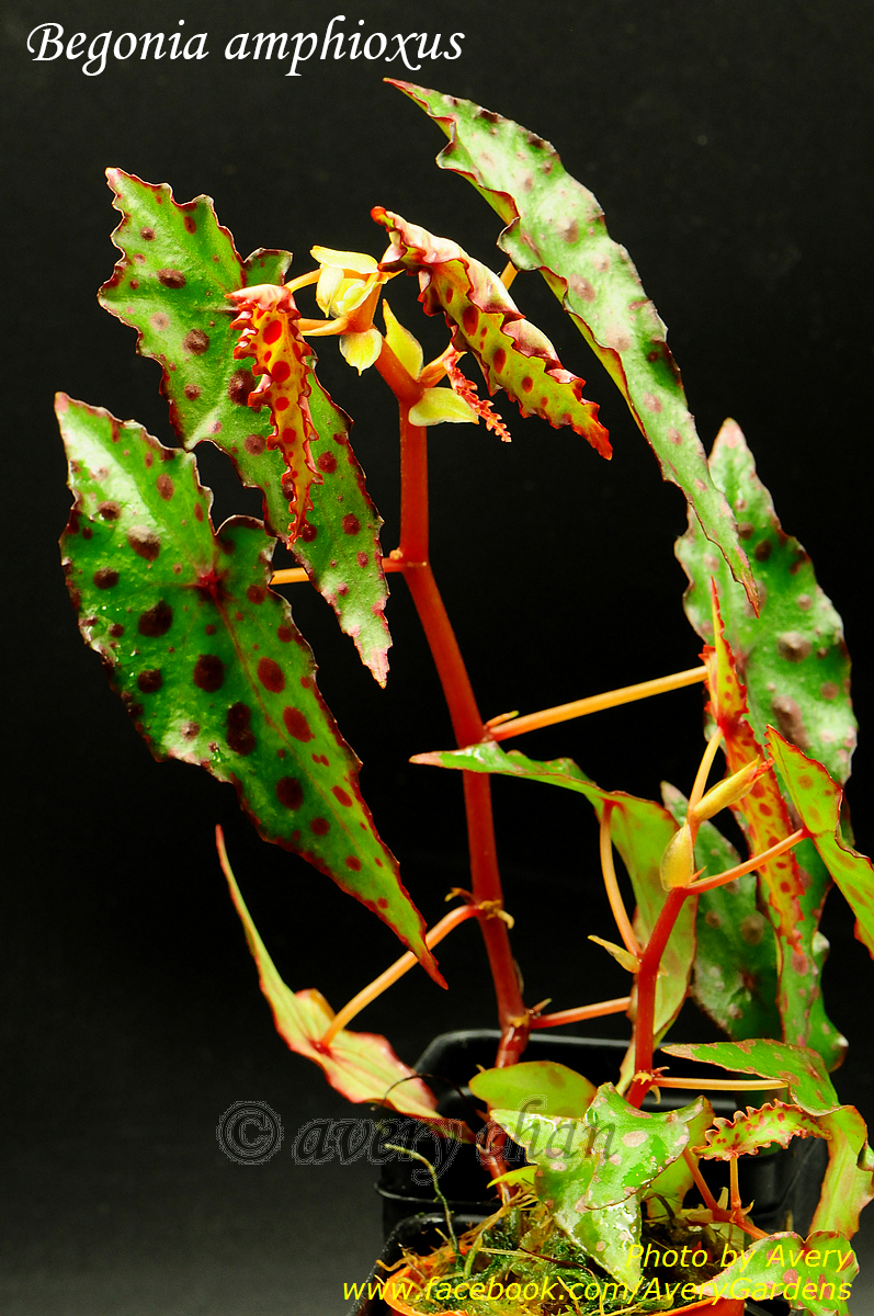 Avery Gardens: Begonia amphioxus