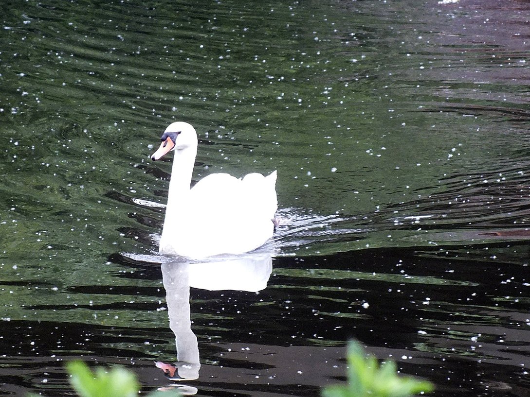 Jurnal unui desculț : lebede albe negre padurea vedea rustic red hotel ...