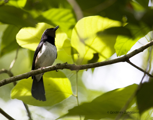 Flying Animal: November 2011