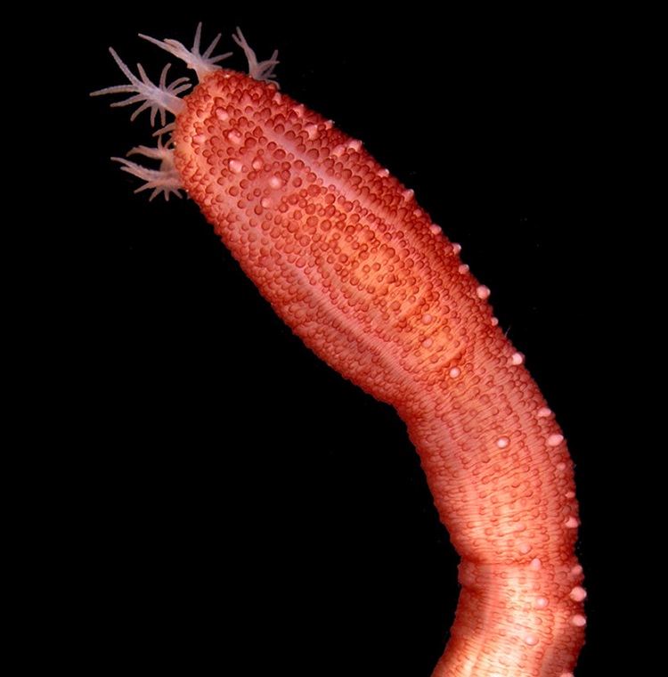 Species New to Science: [Invertebrate • 2017] Chiridota impatiens • A ...