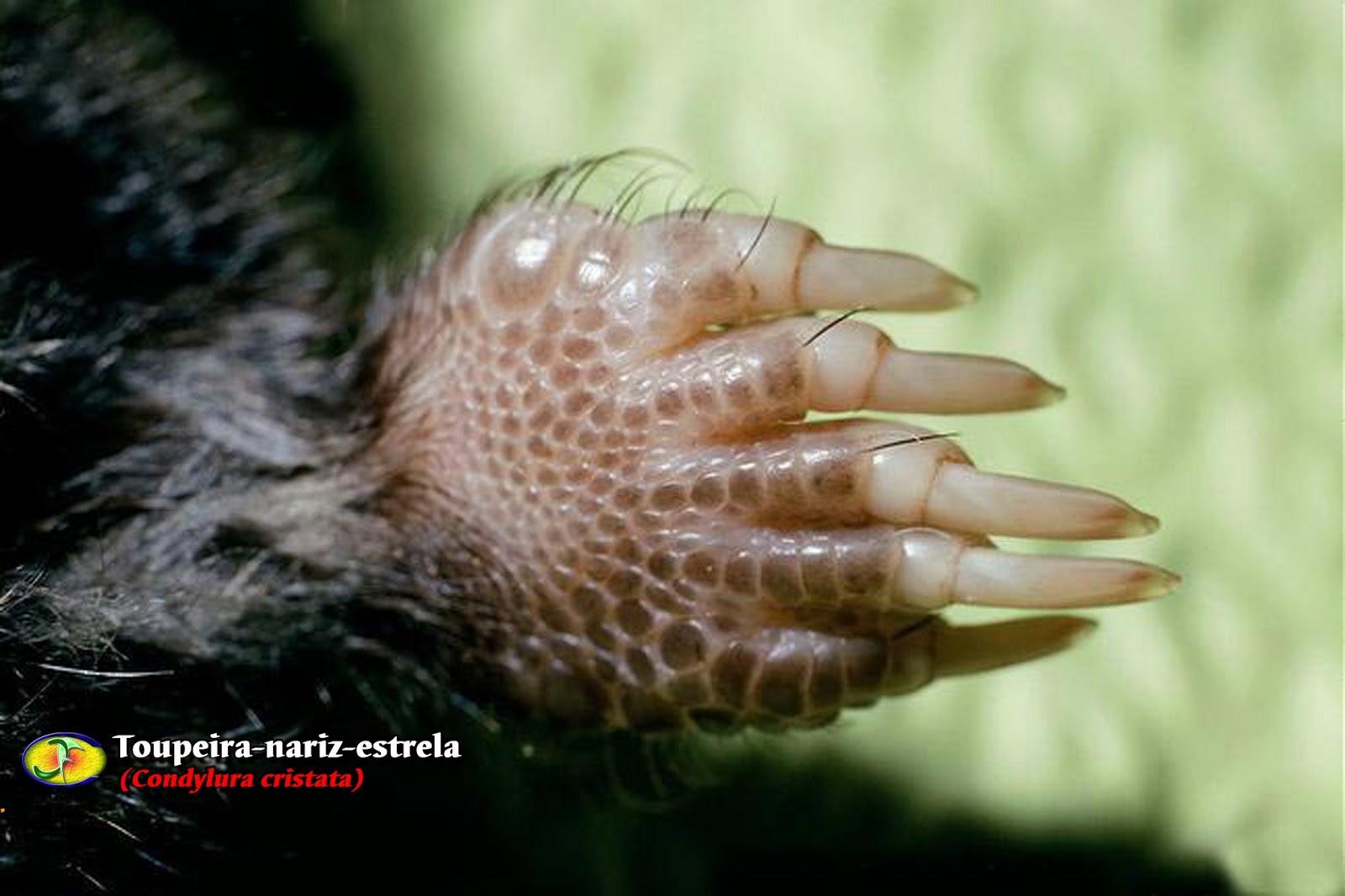 Zoologia: Toupeira-nariz-de-estrela (Condylura cristata)