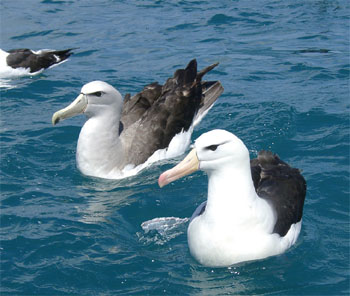 All About Animal Wildlife: Albatross Facts and Photos-Images