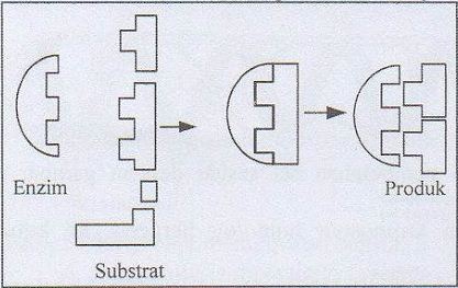 Gambar dibawah ini merupakan cara kerja enzim: Ilustrasi tersebut ...