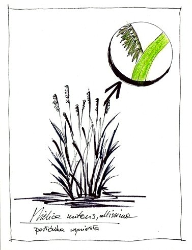 Lavender and Rose stories: RYSUNKI