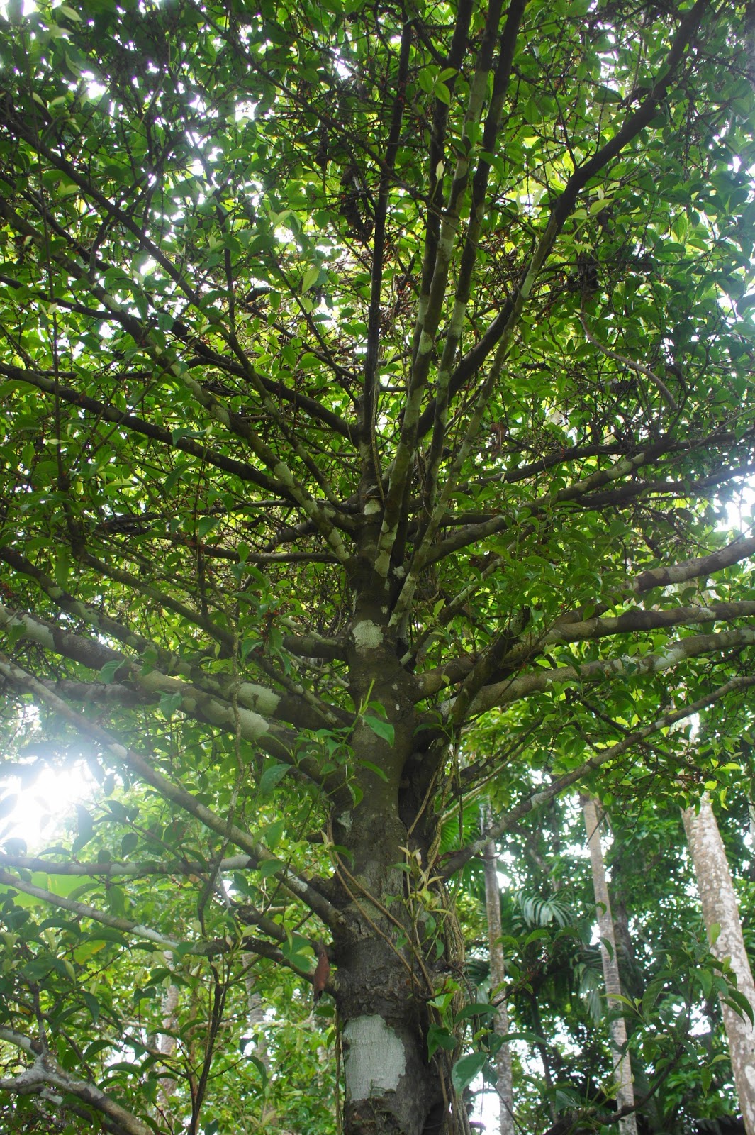 Awesome Bulusan!: Kamandiis: Philippine endemic still growing wild in ...
