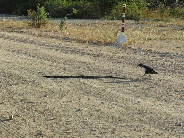 memorable meanders: Phenomenal sighting