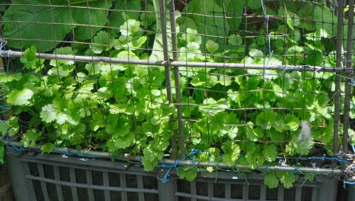 Huerto urbano, agricultura técnica, hidroponía: Culantro o cilantro ...