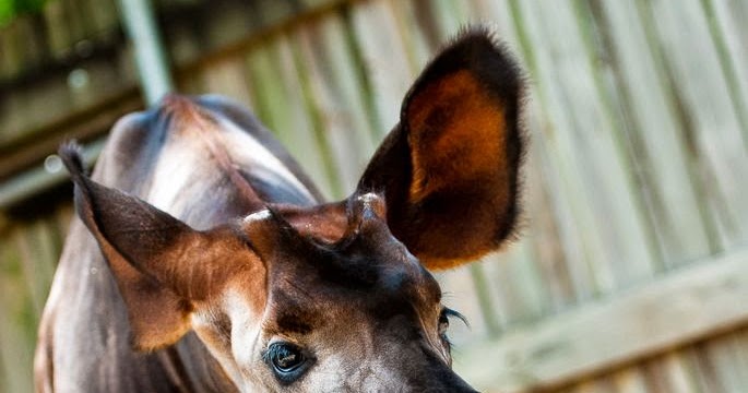 Fun And Amazing Okapis: what okapis eat