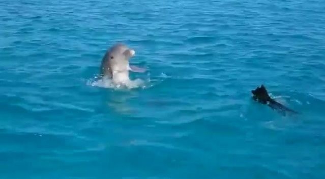 White Wolf : Dog And Wild Dolphin Meet And They Become Instant Buddies!