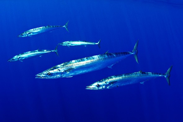 Wahoo ~ Aquatic Animals