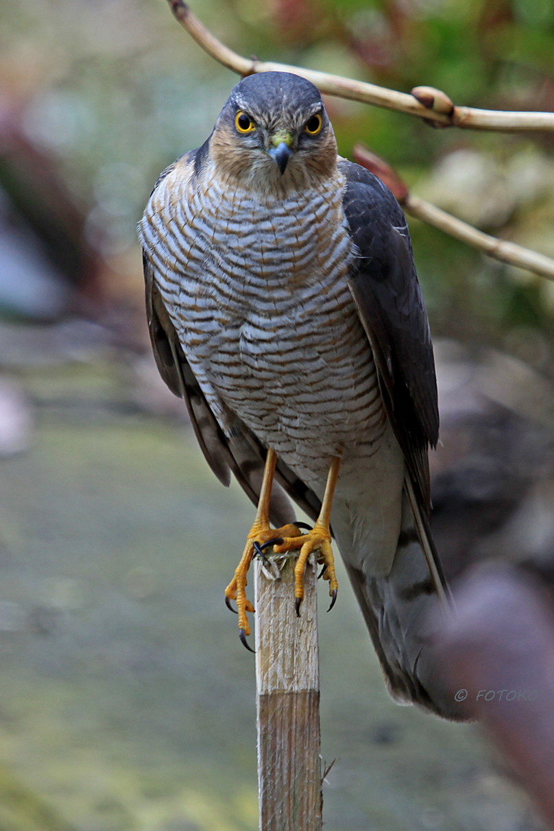 NatuurlijkNatuur: Sperwer. [Accipiter nisus]