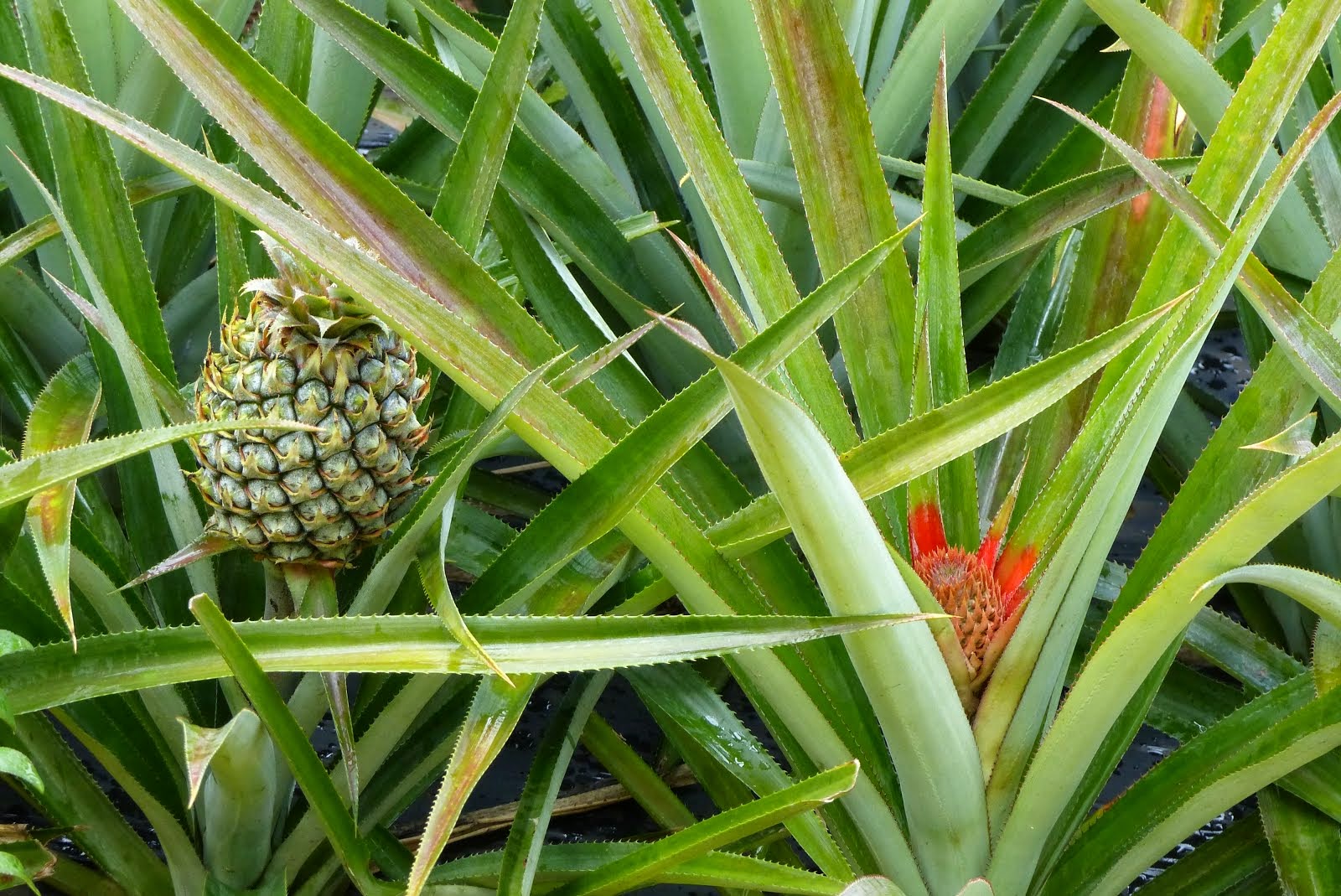 Andrea around the world: french polynesia - the queen ananas