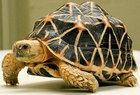 Reptile Maniac: Indian Star Tortoise