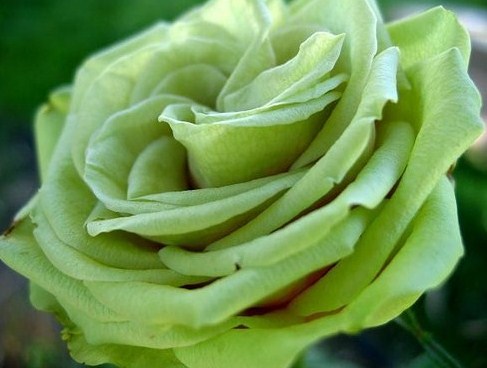 Jendela Hewan: Budidaya Mawar Potong Dalam Rumah Plastik