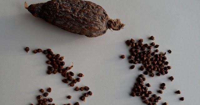 AS PROPRIEDADES MEDICINAIS DO ATAARE ~ ODÙDÚWÀ ÀRÈMÙ