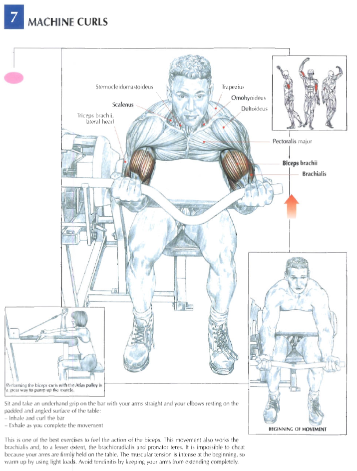 Machine Curls ~ Fitness Guide - Pain is temporary, Pride is forever